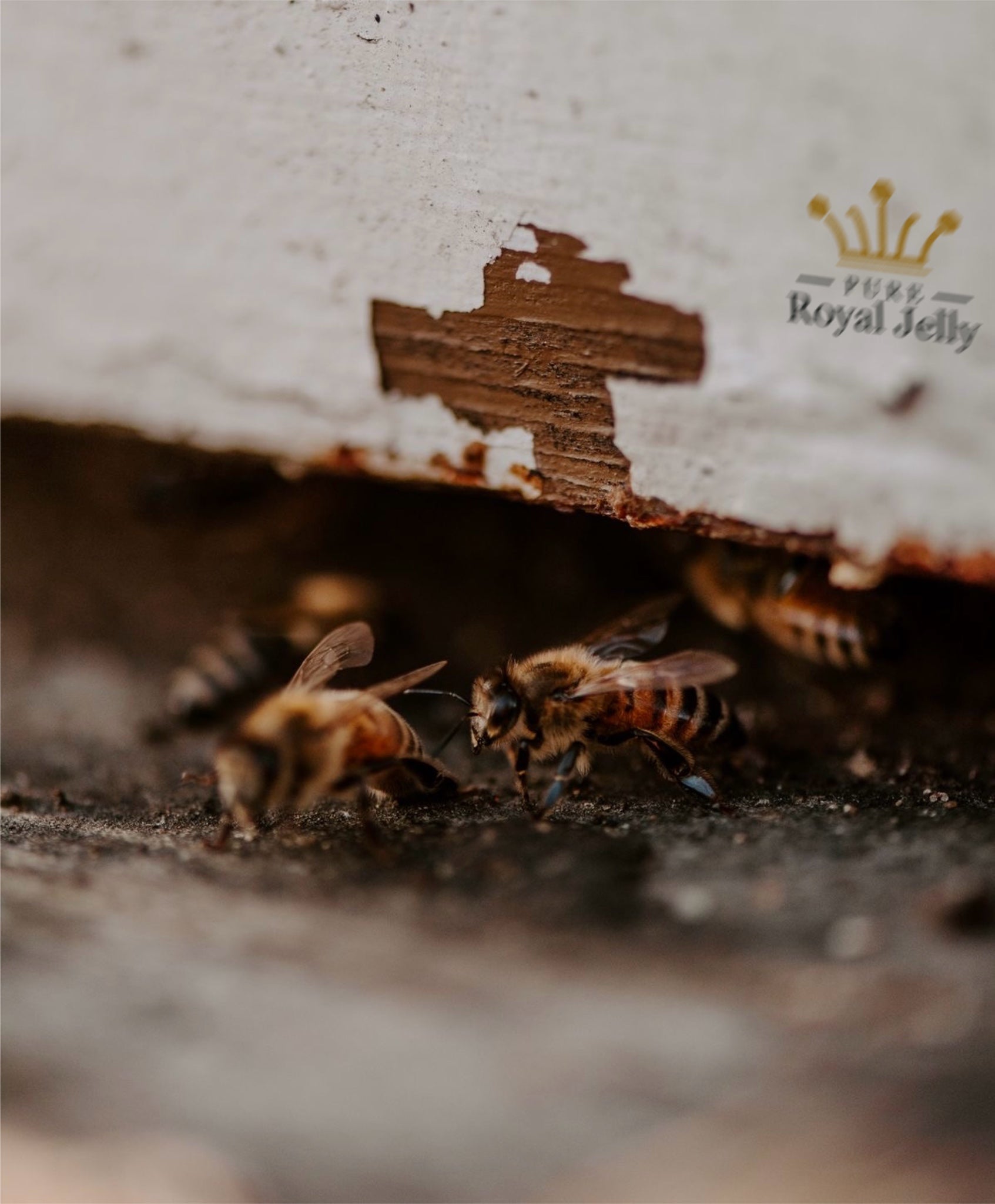Pure Royal Jelly: Royal Jelly UK - Free Next Day Delivery